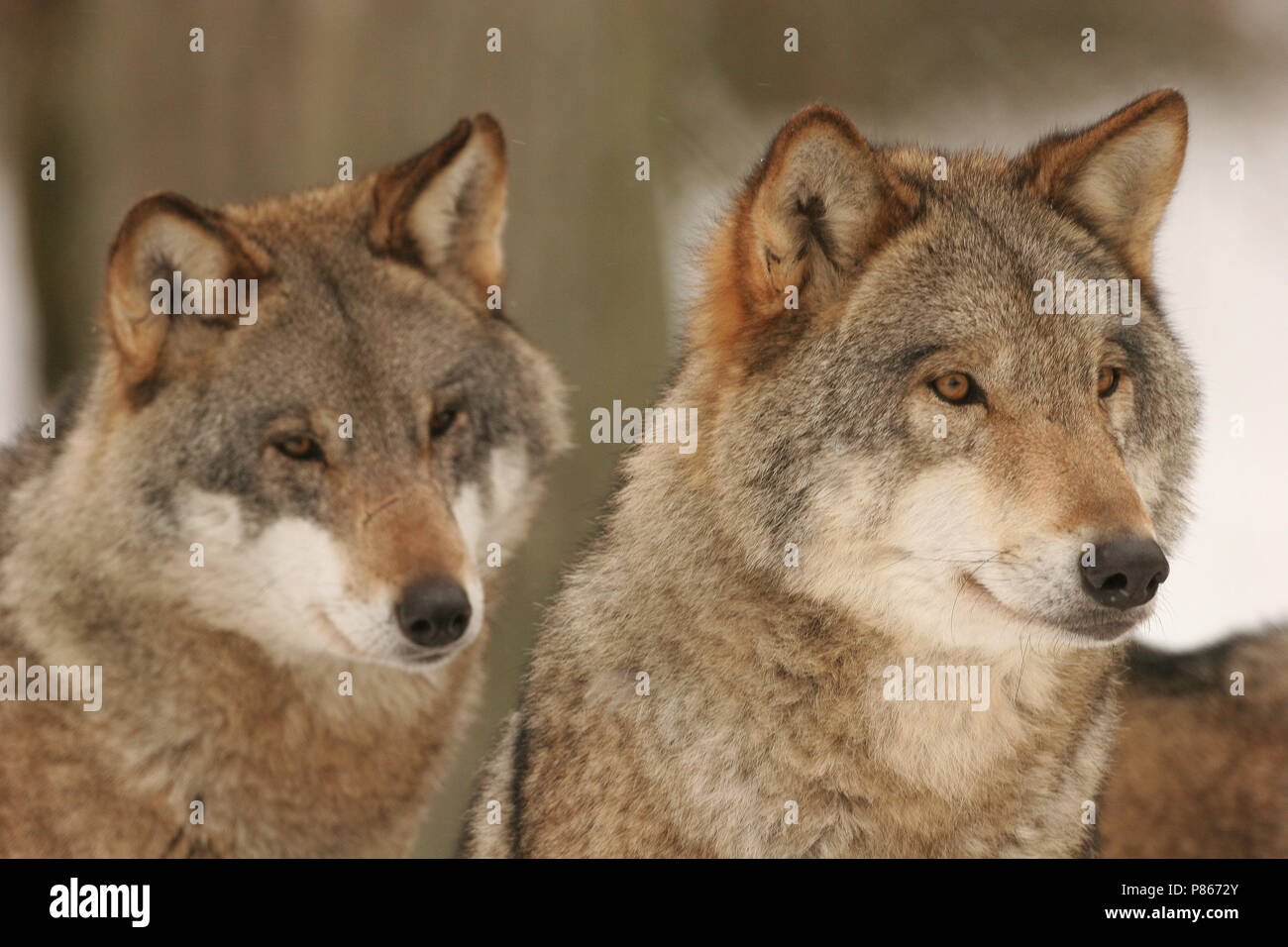 Europese wolf hi-res stock photography and images - Alamy