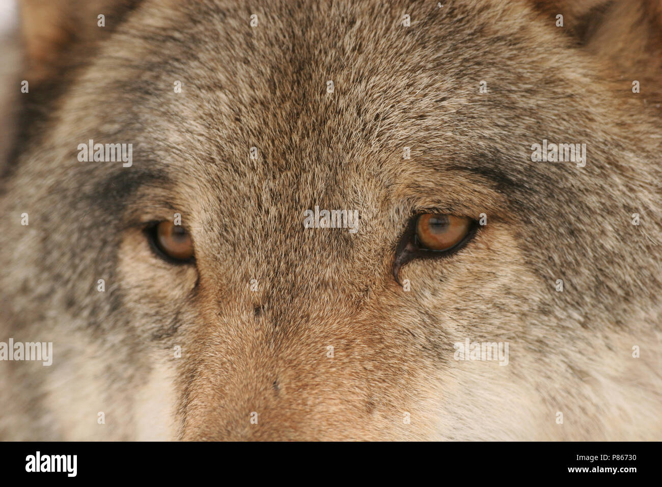 Europese Wolf close-up; European Wolf close up Stock Photo - Alamy