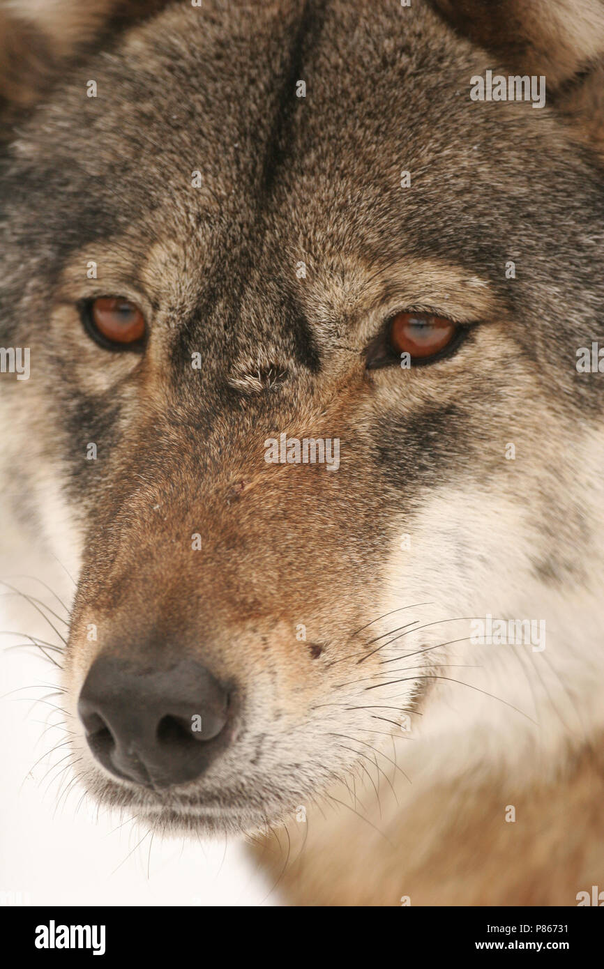 Europese wolf hi-res stock photography and images - Alamy