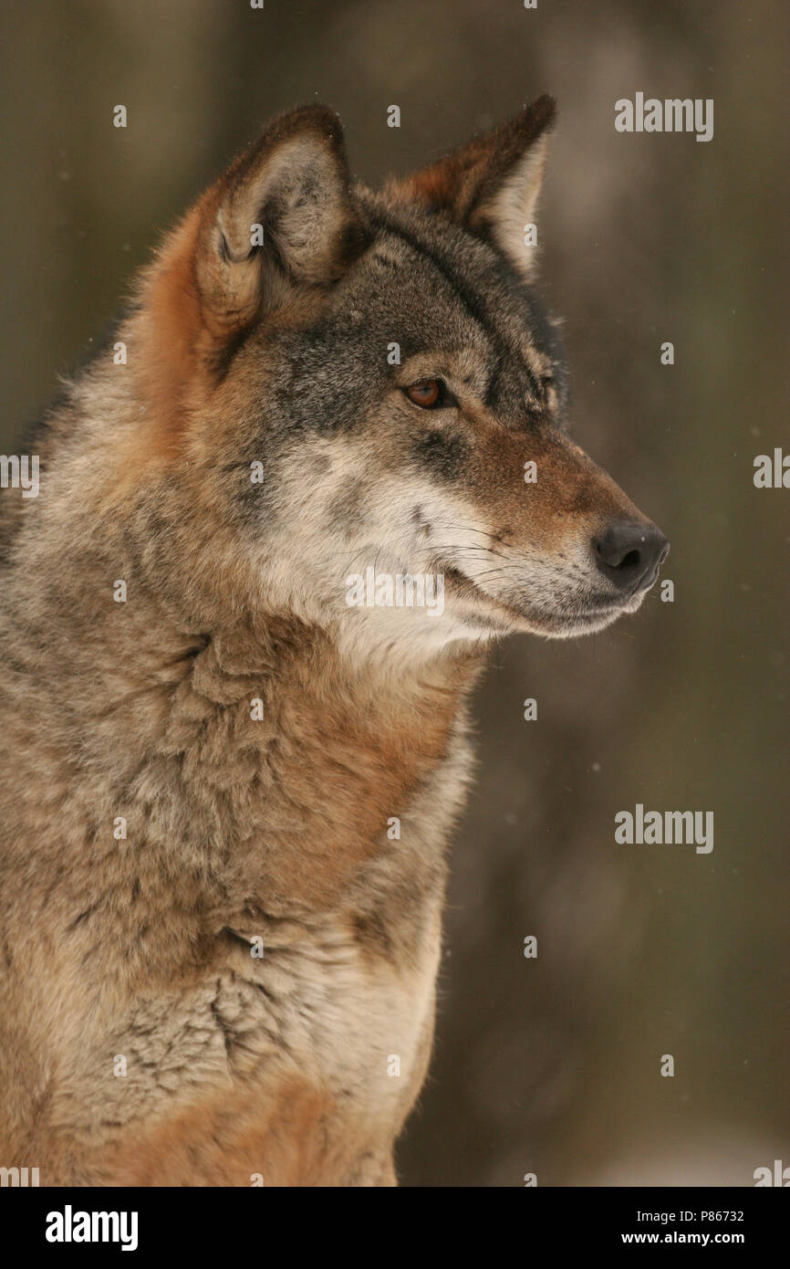 Europese Wolf close-up; European Wolf close up Stock Photo - Alamy