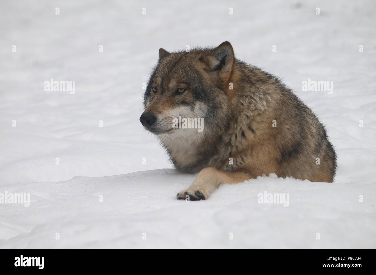Wolf in snow hi-res stock photography and images - Alamy