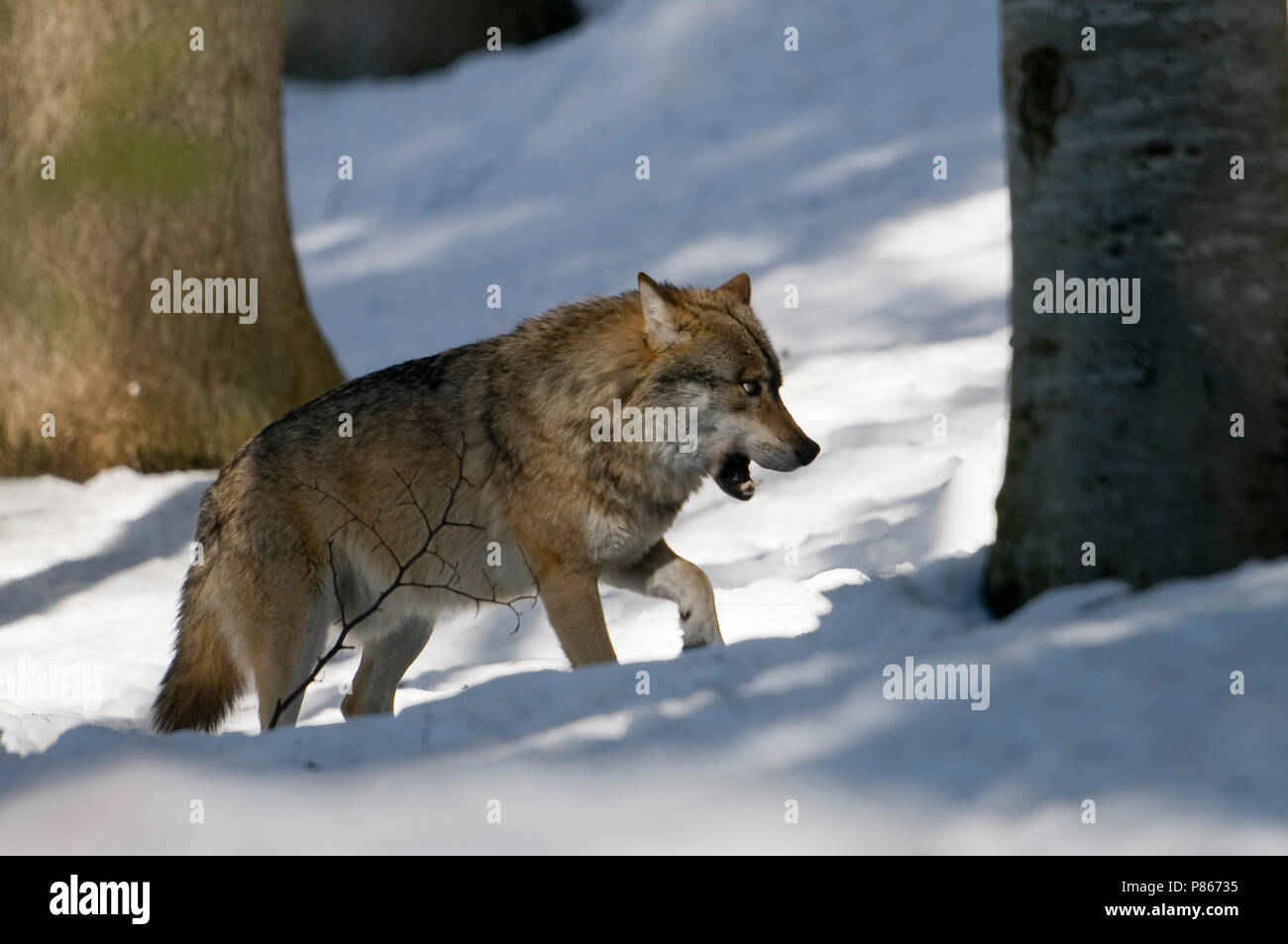 Europese Wolf in de sneeuw; European Wolf in snow Stock Photo - Alamy