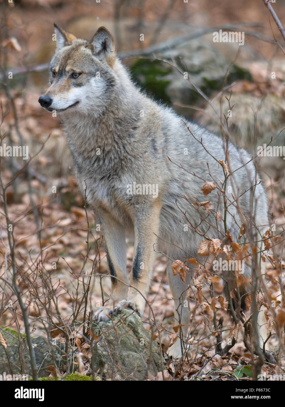 Wolf in gevangenschap; Captive Grey Wolf Stock Photo - Alamy