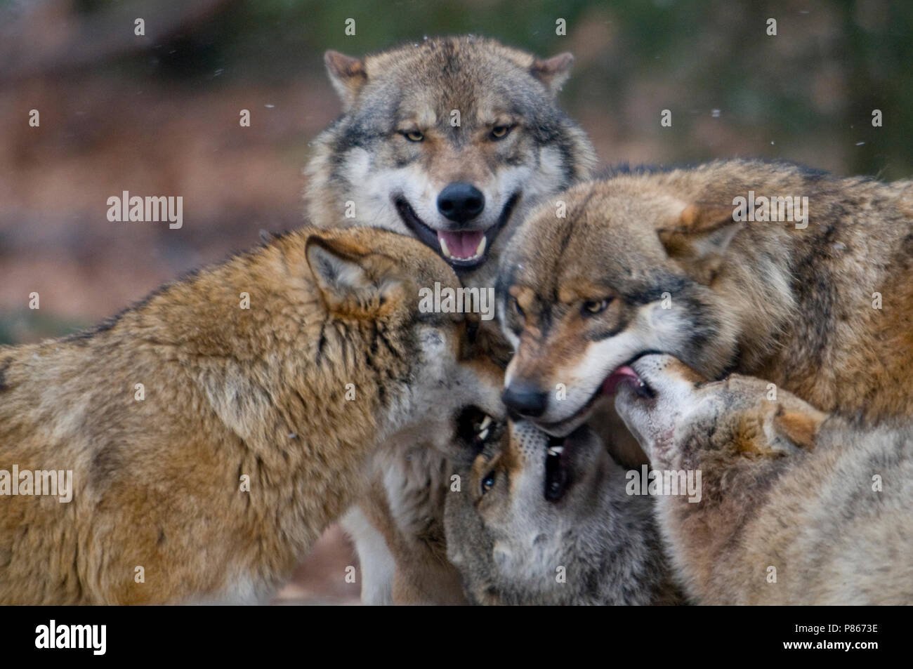 Canis group hi-res stock photography and images - Alamy