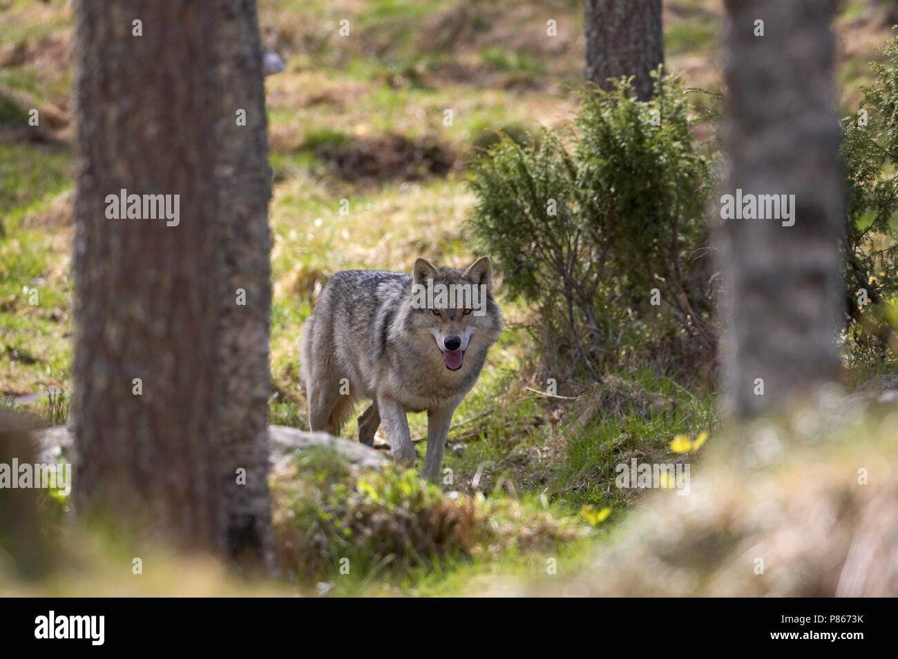 Wolf in Fins bos; Grey Wolf in Finnish forest Stock Photo - Alamy