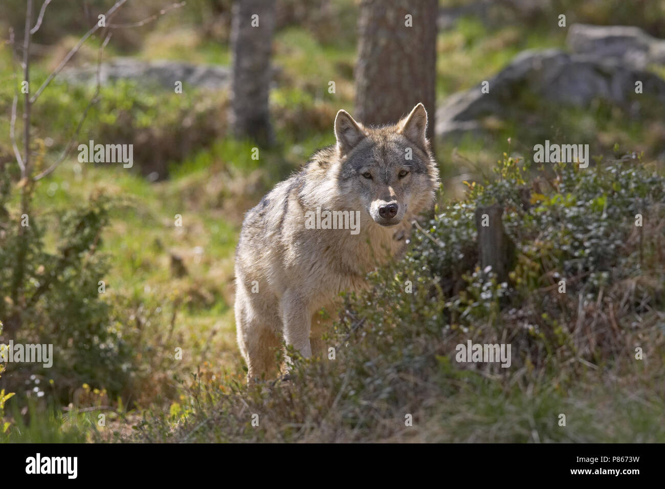 Wolf in Fins bos; Grey Wolf in Finnish forest Stock Photo - Alamy