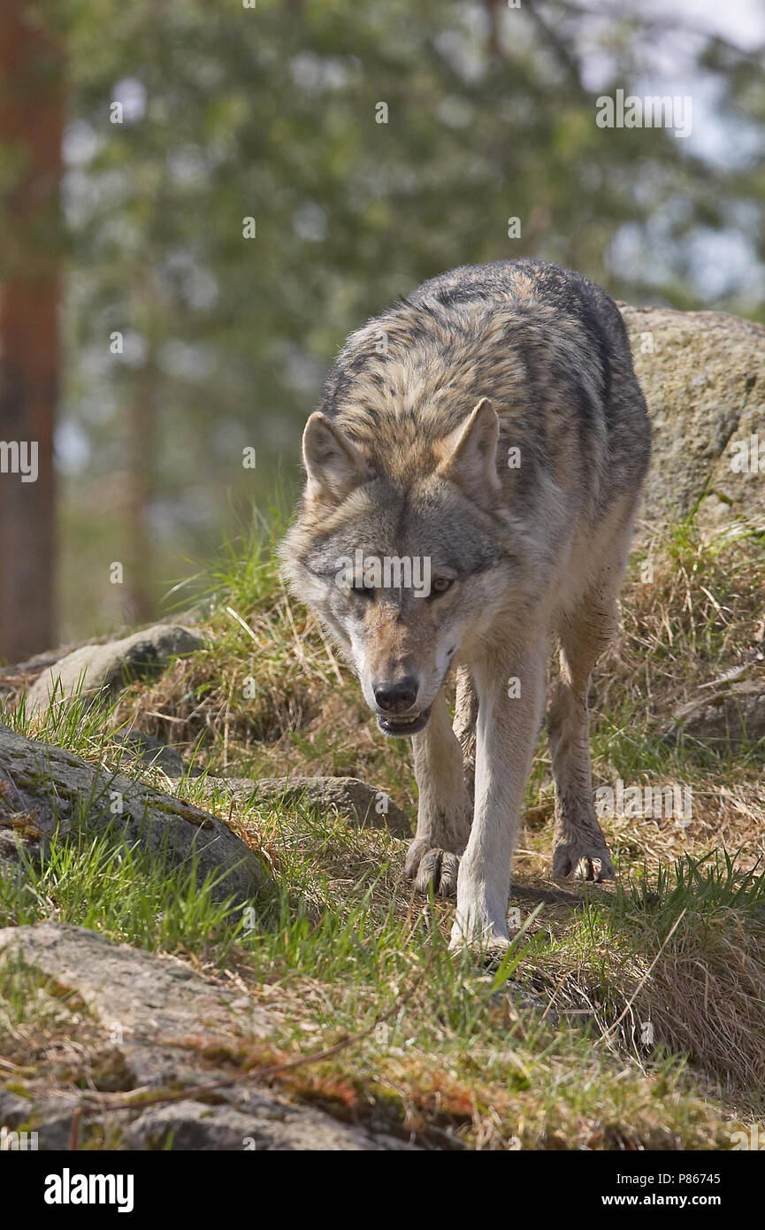 Wolf in Fins bos; Grey Wolf in Finnish forest Stock Photo - Alamy