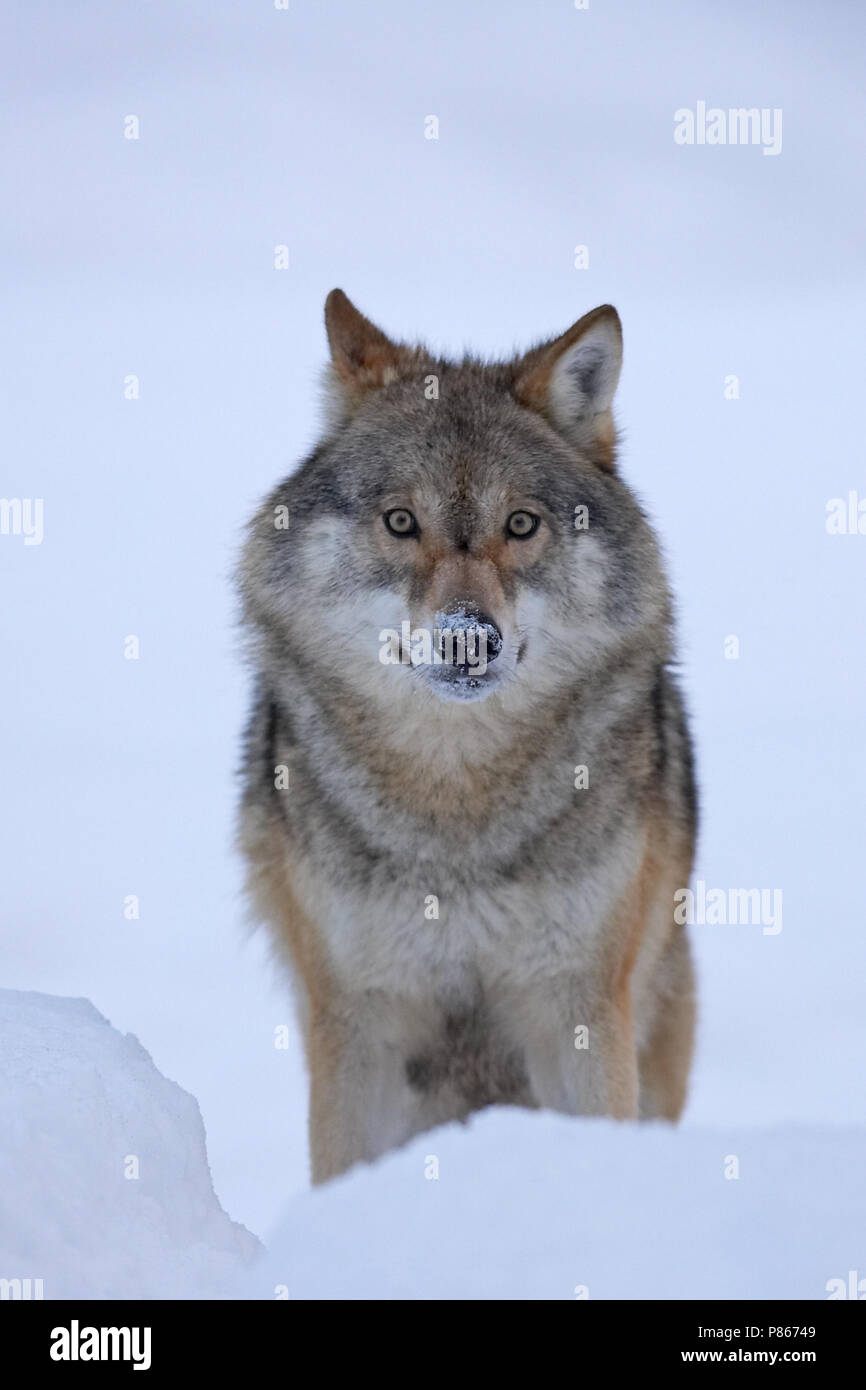 Wolf, Grey Wolf, Canis lupus, mammal, zoogdier, Europe, Europa ...
