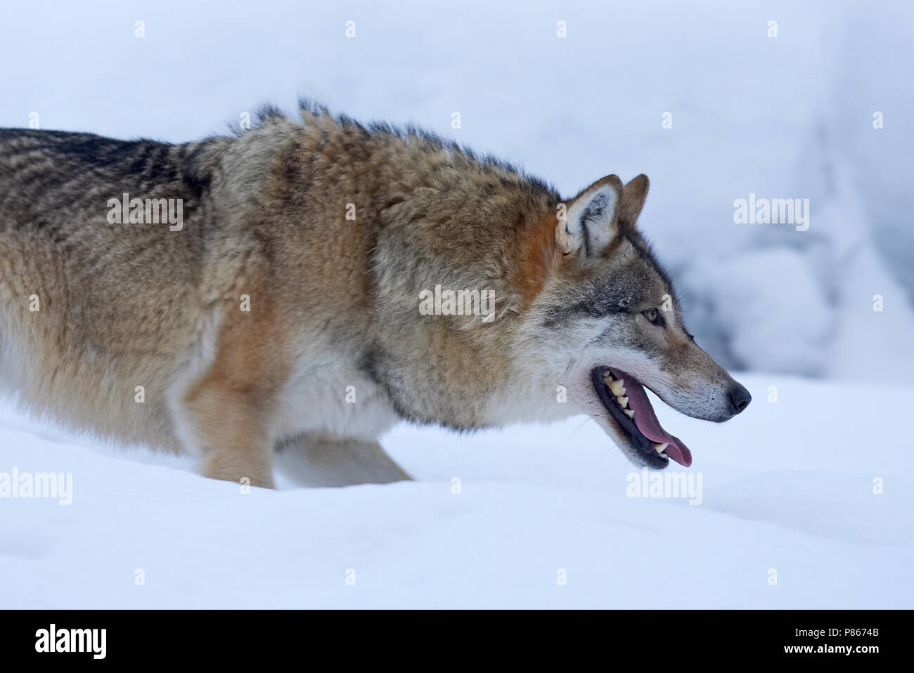 Wolf, Grey Wolf, Canis lupus, mammal, zoogdier, Europe, Europa ...