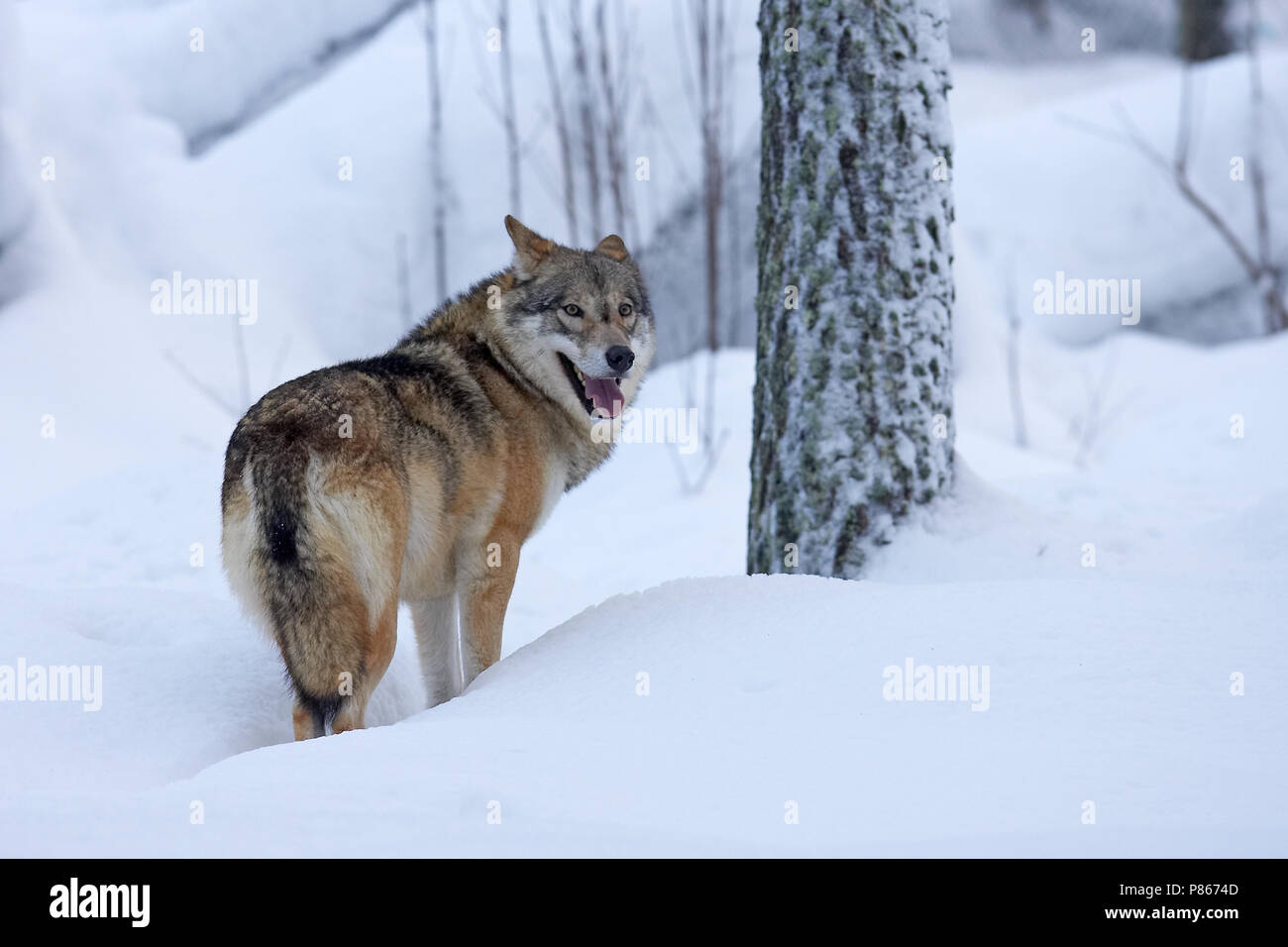 Wolf, Grey Wolf, Canis lupus, mammal, zoogdier, Europe, Europa ...