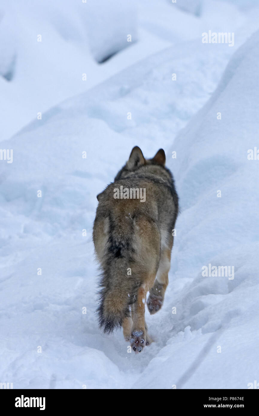 Wolf, Grey Wolf, Canis lupus, mammal, zoogdier, Europe, Europa ...