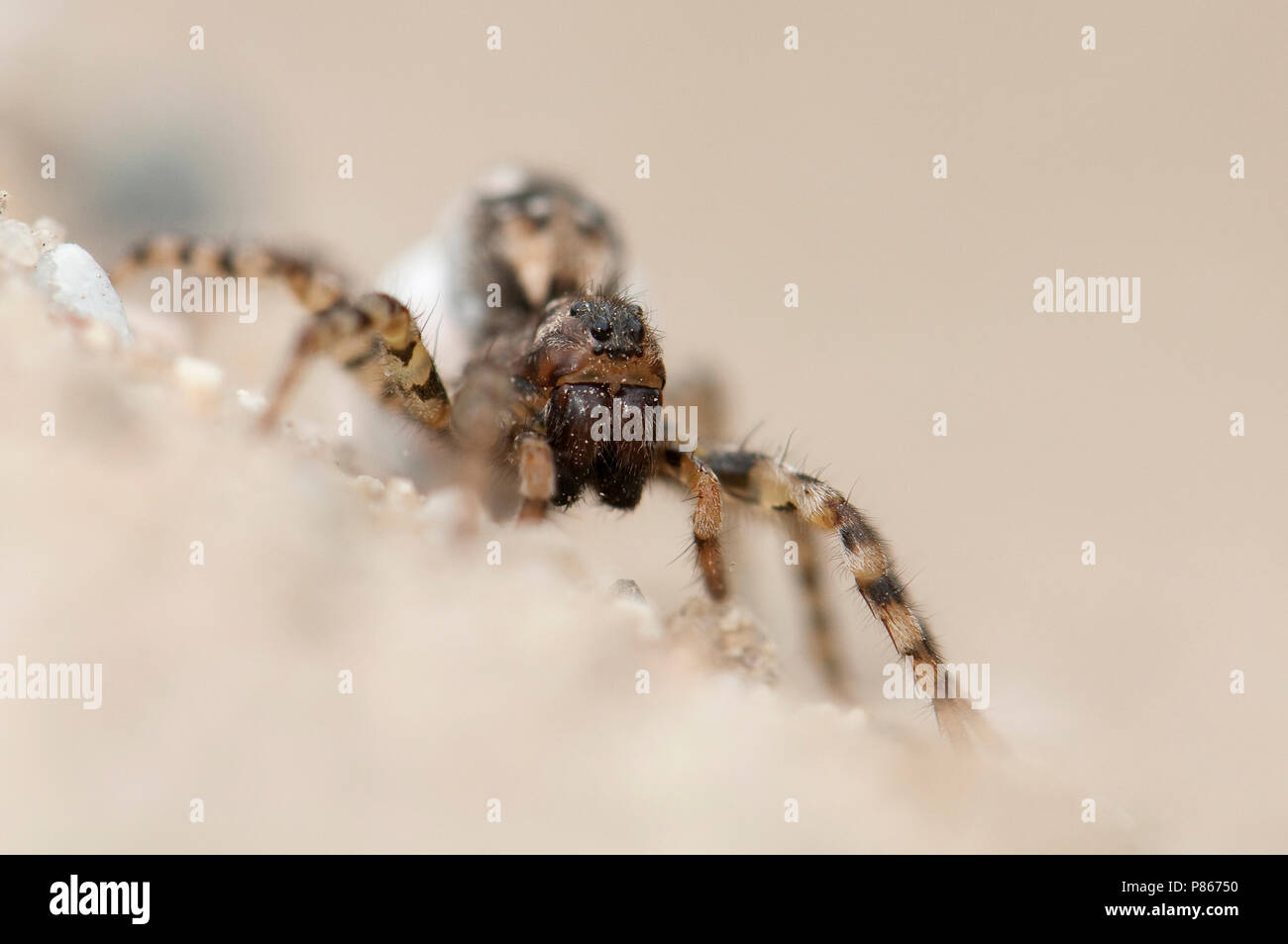 Wolfspin met eipakket; Wolf spider with egg pakket Stock Photo - Alamy