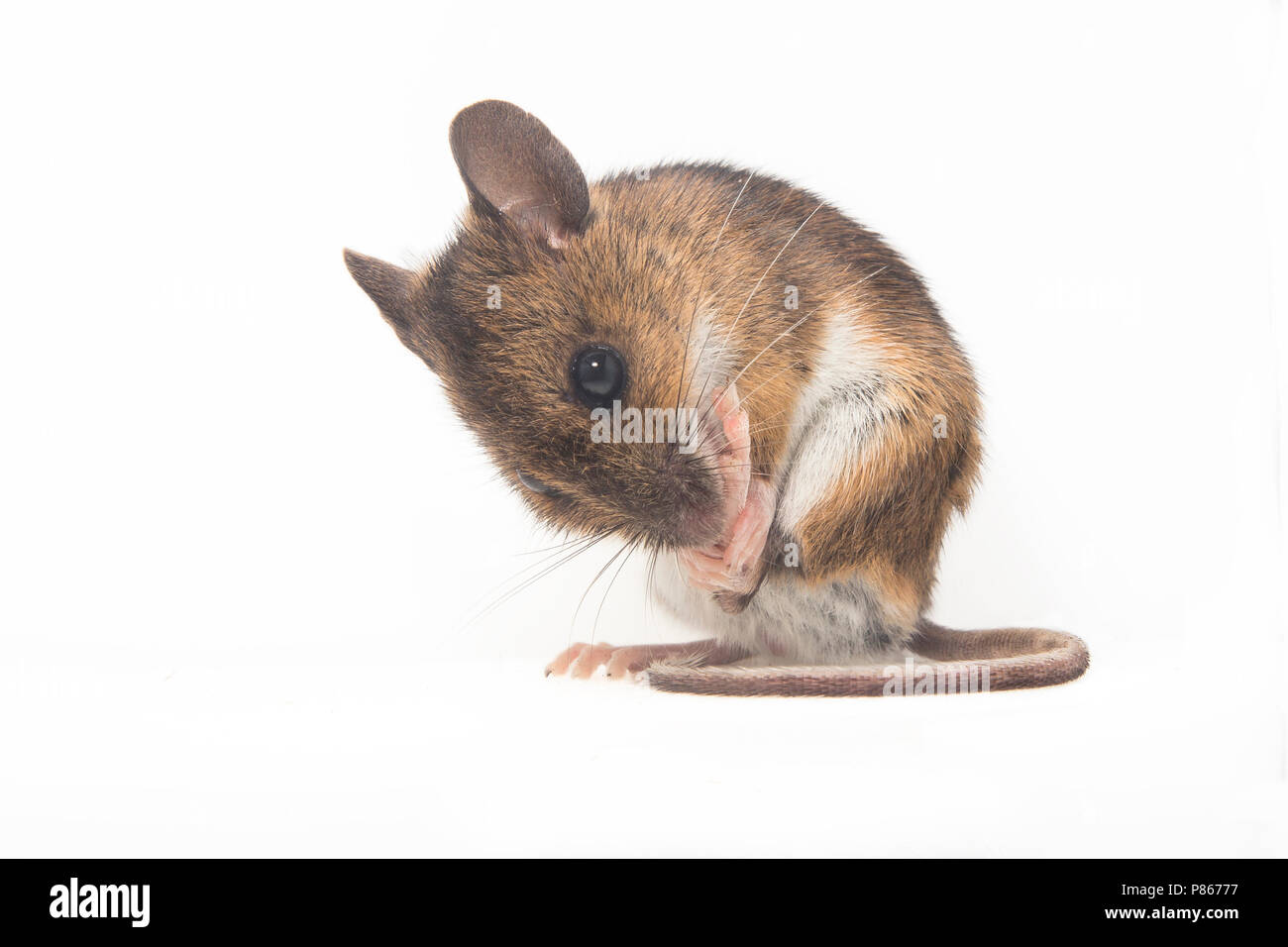 Bosmuis met witte achtergrond Stock Photo - Alamy