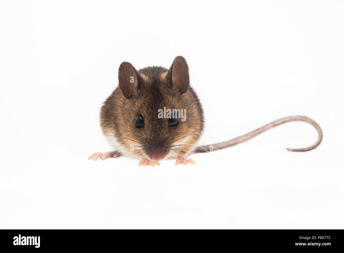 Bosmuis met witte achtergrond Stock Photo - Alamy