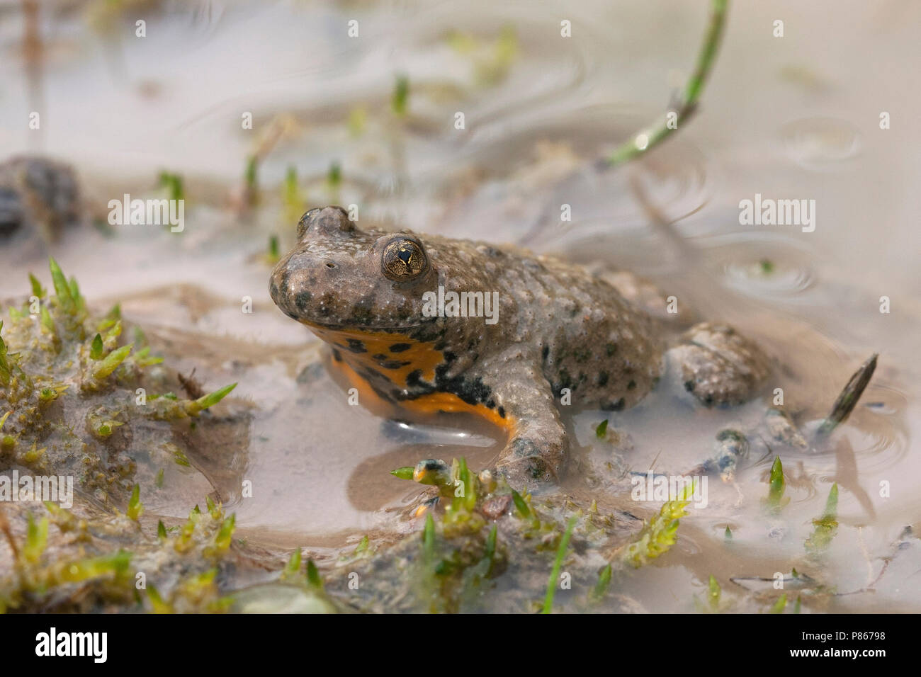 Volwassen Geelbuikvuurpad in modderpoel; Adult Yellow-bellied Toad in ...