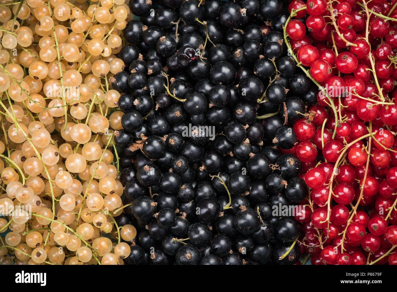 Redcurrant store