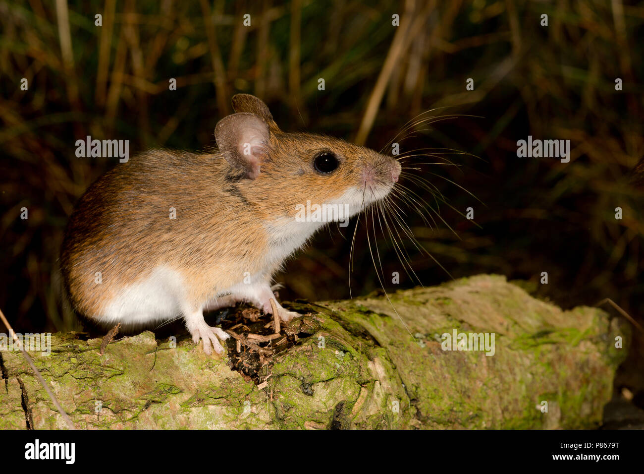 Grote Bosmuis, Yellow-necked mouse, Apodemus flavicollis Stock Photo ...