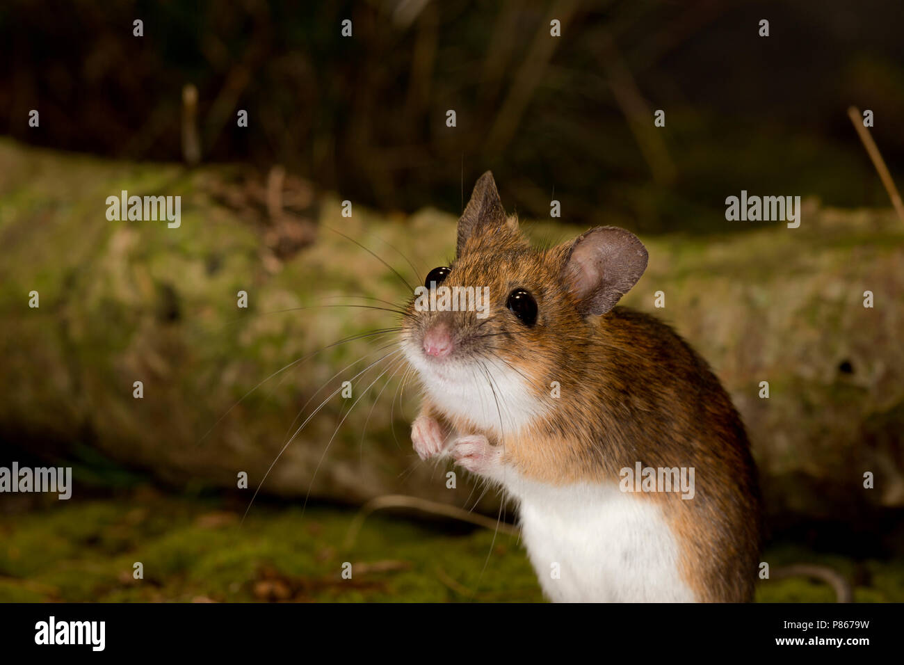 Grote Bosmuis, Yellow-necked mouse, Apodemus flavicollis Stock Photo ...