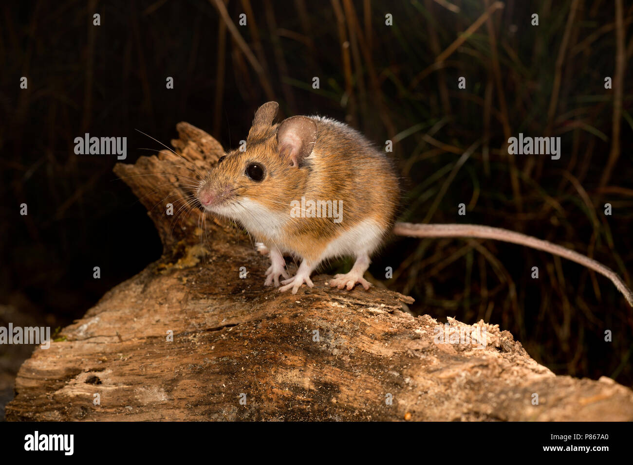 Grote Bosmuis, Yellow-necked mouse, Apodemus flavicollis Stock Photo ...