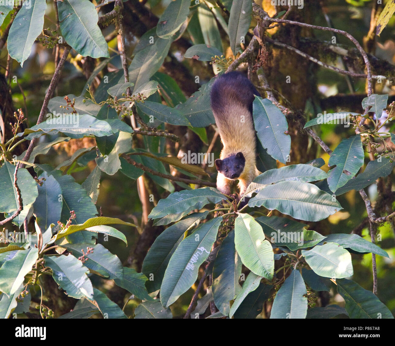 Marter hi-res stock photography and images - Alamy