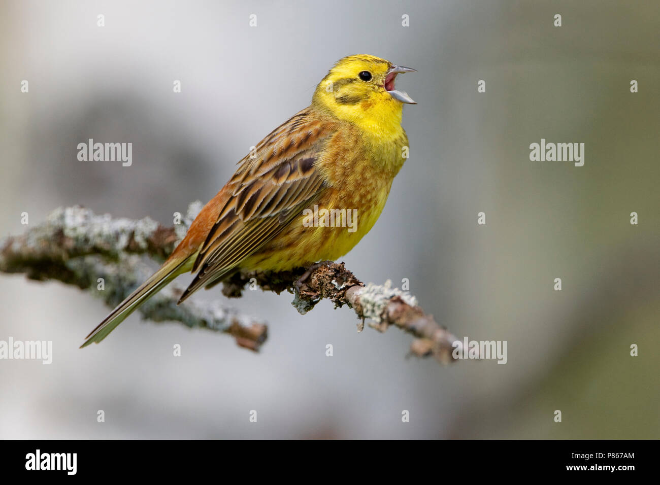 1 01 hi-res stock photography and images - Alamy