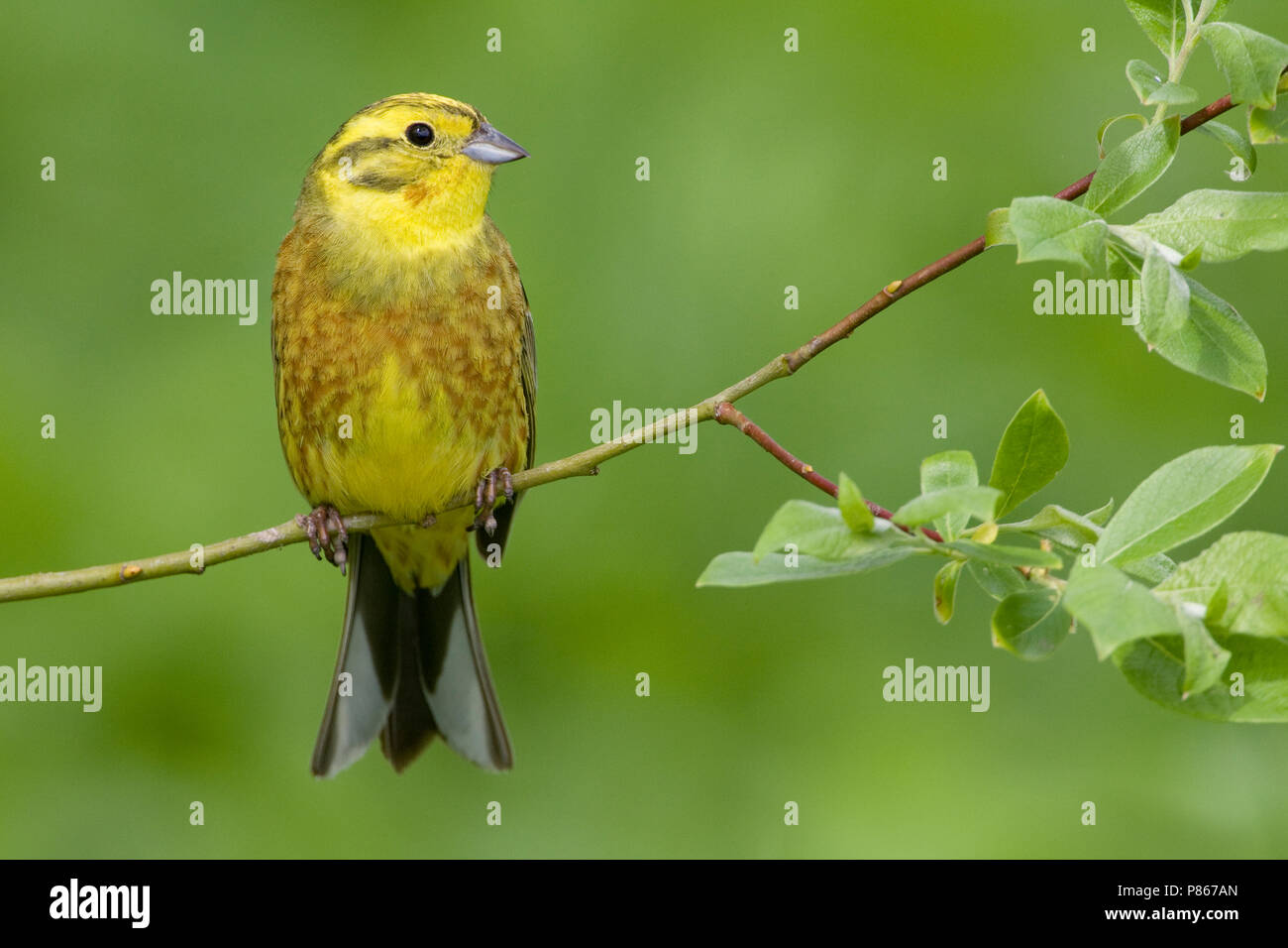 Giallo hi-res stock photography and images - Alamy