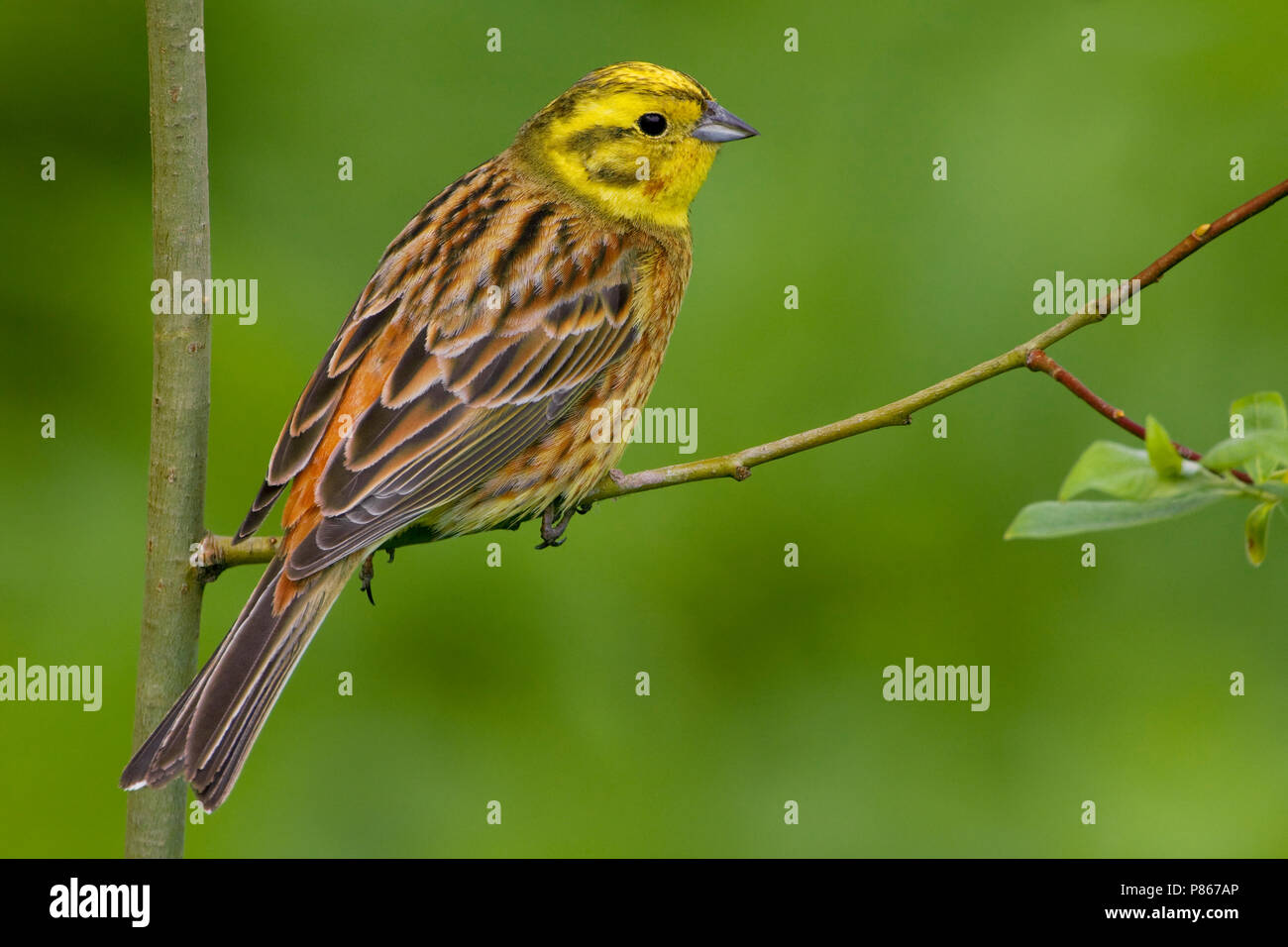 1 01 hi-res stock photography and images - Alamy