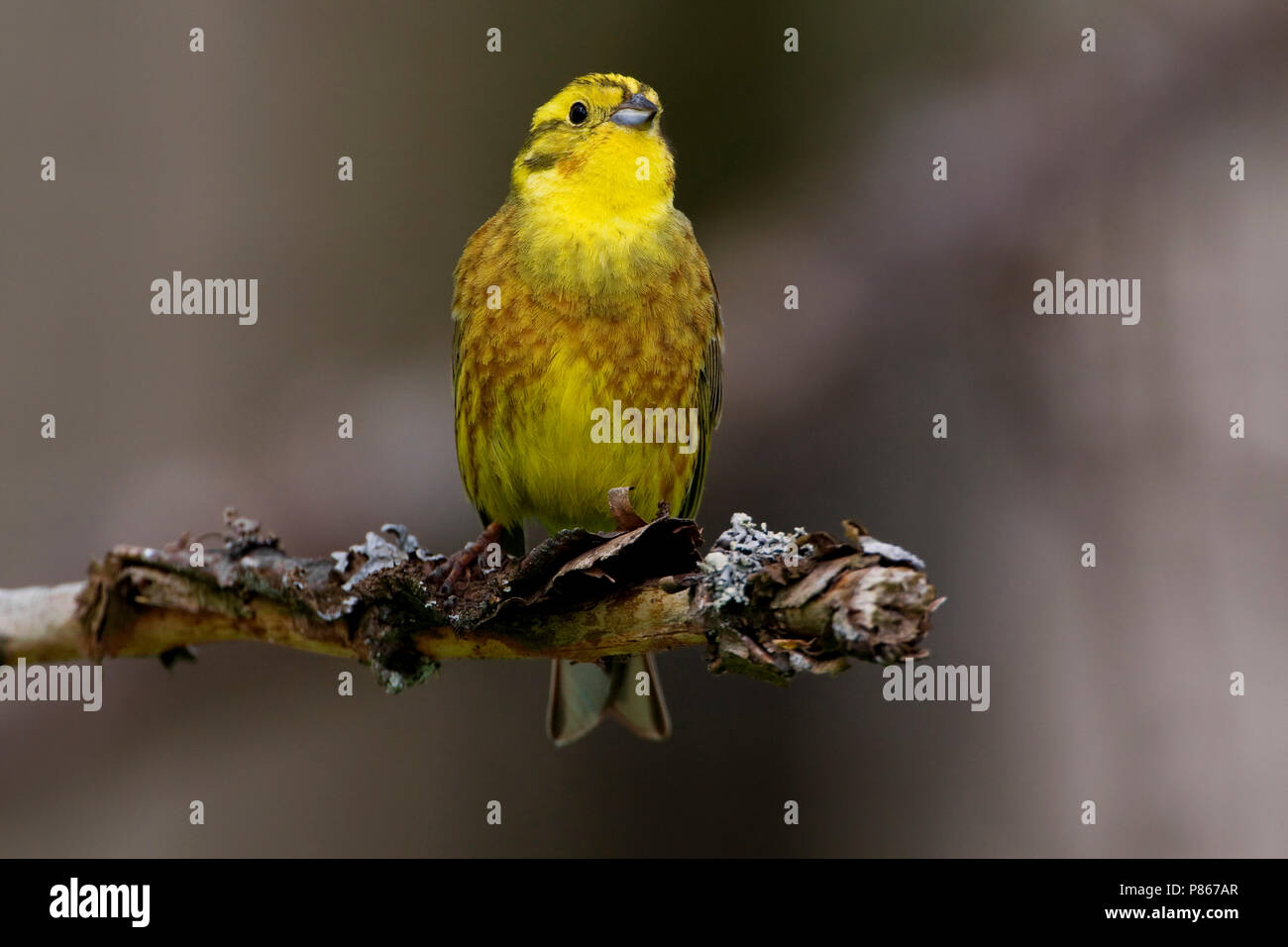 1 01 hi-res stock photography and images - Alamy