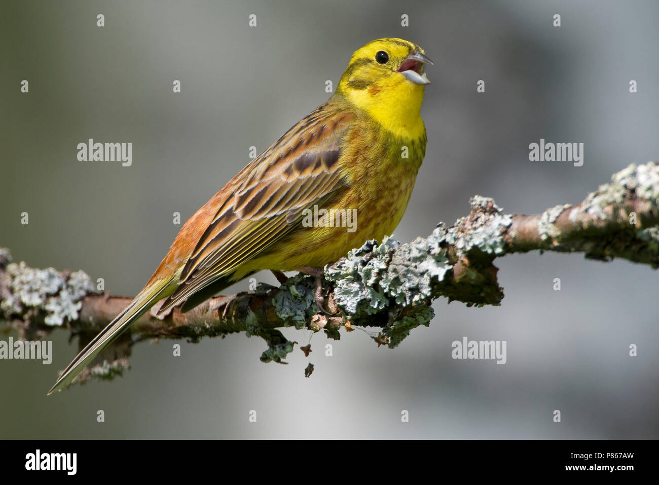 Zigolo giallo; Yellowhammer; Emberiza citrinella Stock Photo - Alamy