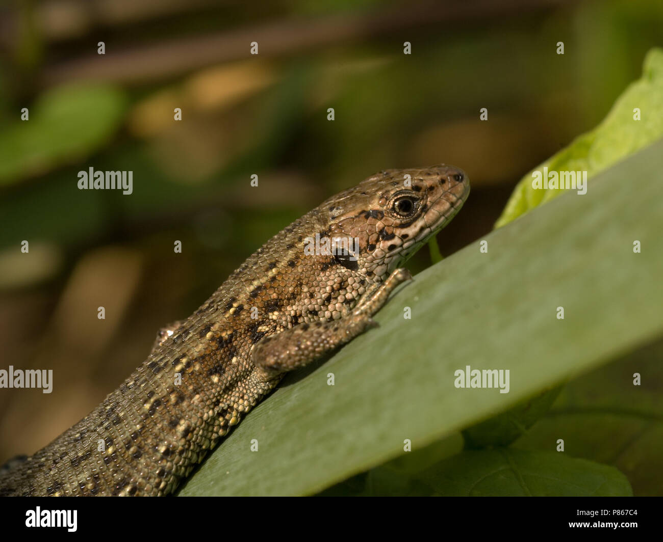 Zandhagedis hi-res stock photography and images - Alamy