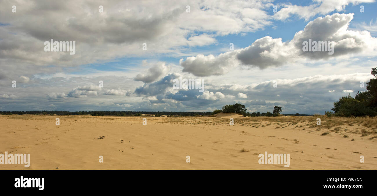 Zandduinen op het Kootwijkerzand Nederland, Sanddunes at Kootwijkerzand ...