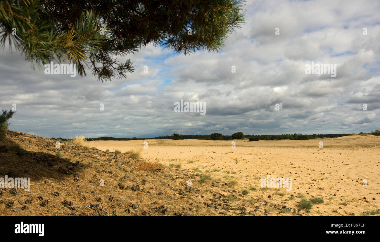 Zandduinen op het Kootwijkerzand Nederland, Sanddunes at Kootwijkerzand ...