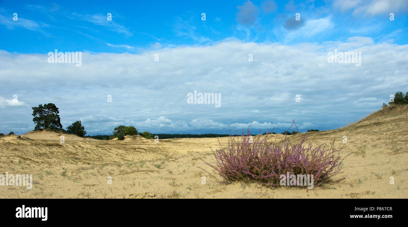 Zandduinen op het Kootwijkerzand Nederland, Sanddunes at Kootwijkerzand ...