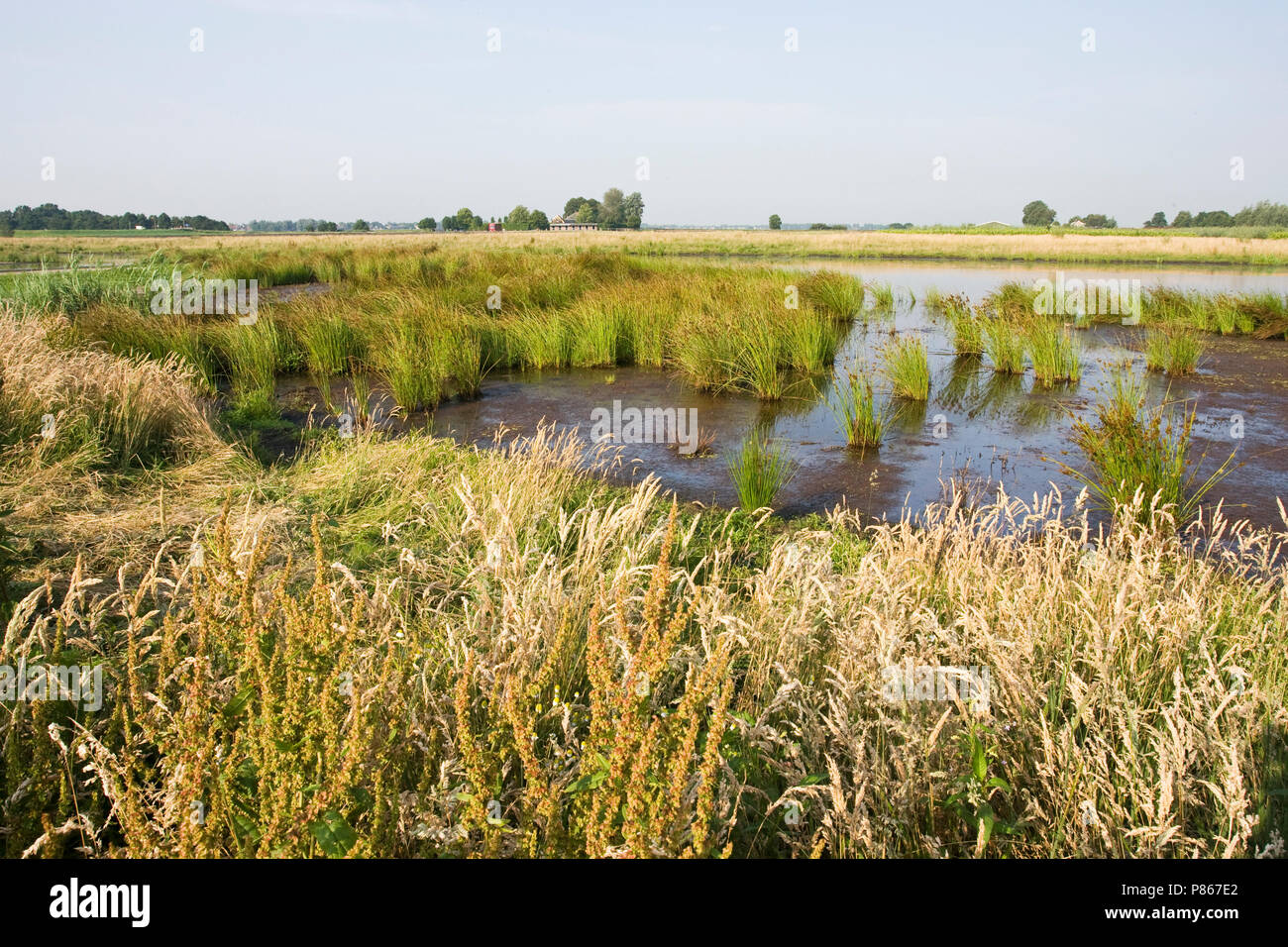 Groene Jonker, Zevenhoven, Netherlands Stock Photo - Alamy