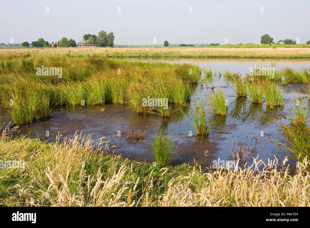 Groene Jonker, Zevenhoven, Netherlands Stock Photo - Alamy