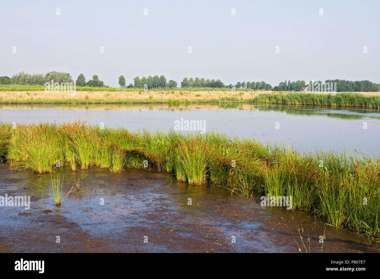 Groene Jonker, Zevenhoven, Netherlands Stock Photo - Alamy