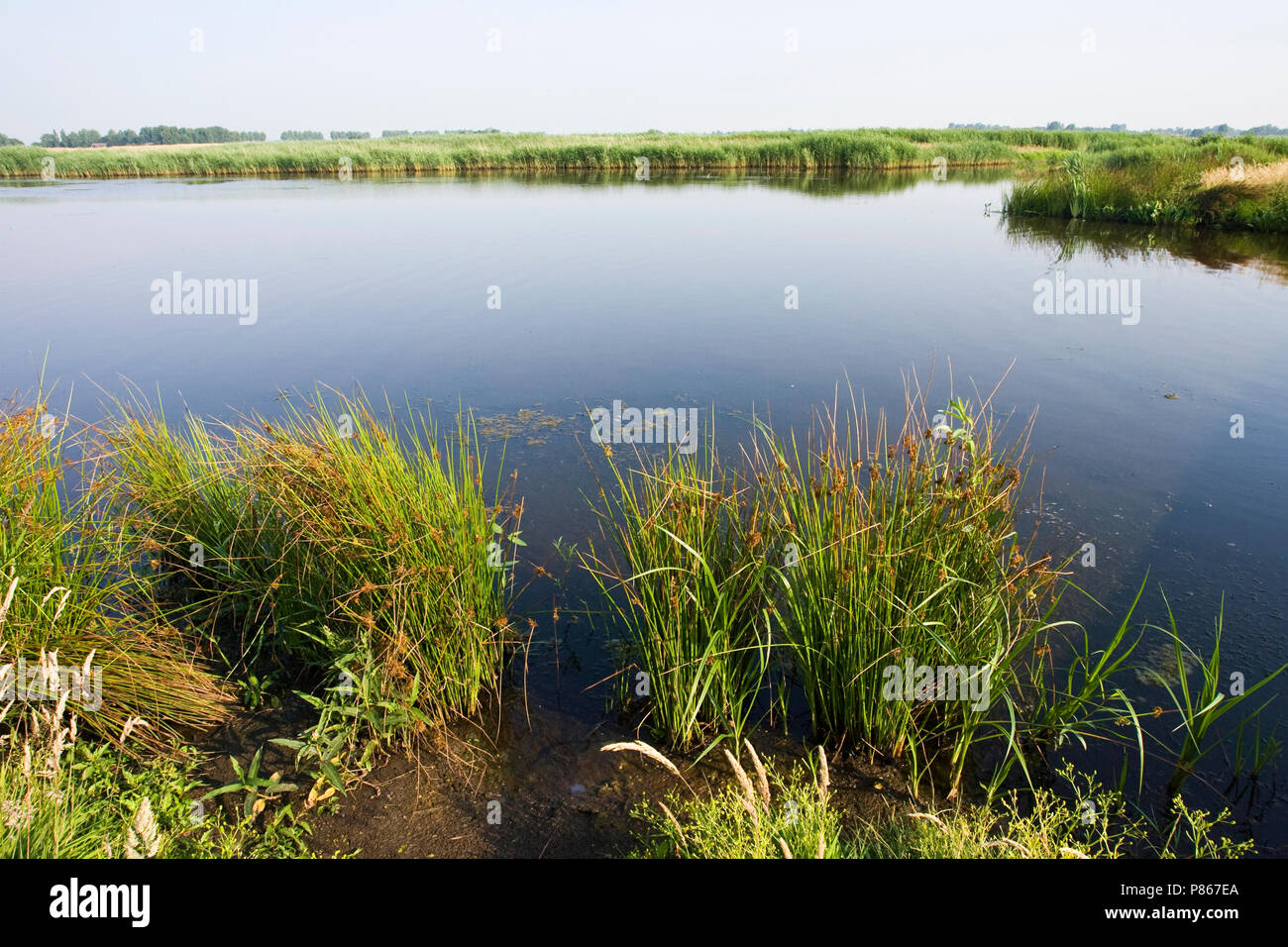Groene Jonker, Zevenhoven, Netherlands Stock Photo - Alamy