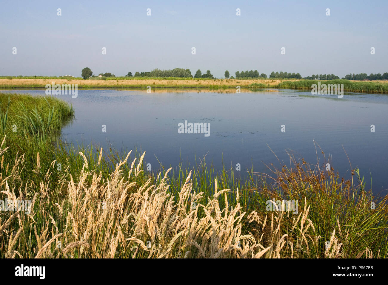 Groene Jonker, Zevenhoven, Netherlands Stock Photo - Alamy