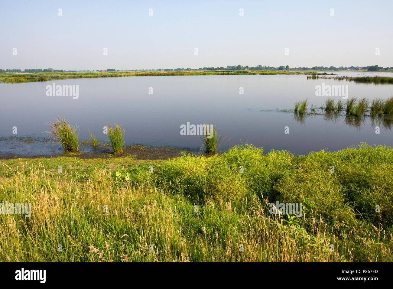 Groene Jonker, Zevenhoven, Netherlands Stock Photo - Alamy