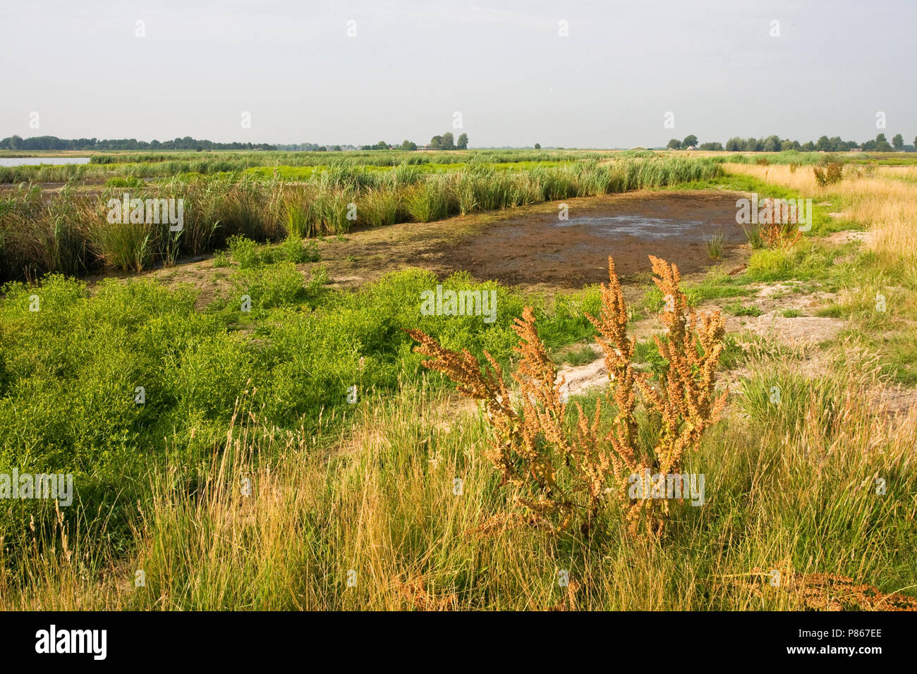Natuurontwikkeling hi-res stock photography and images - Alamy