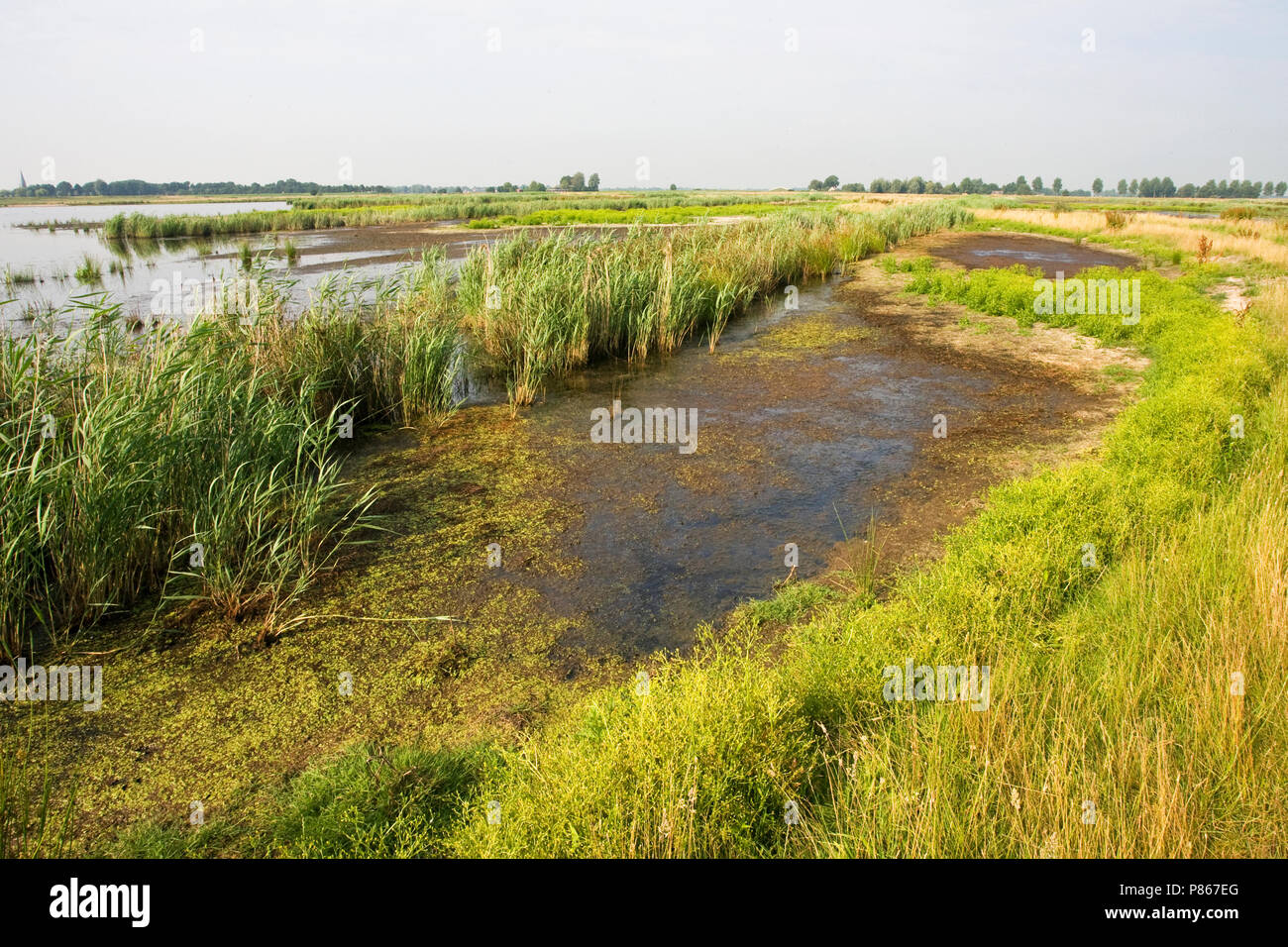 Groene Jonker, Zevenhoven, Netherlands Stock Photo - Alamy