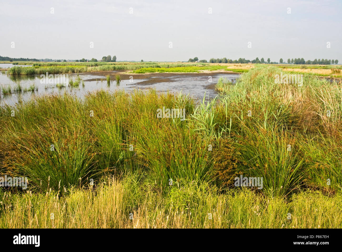 Groene Jonker, Zevenhoven, Netherlands Stock Photo - Alamy