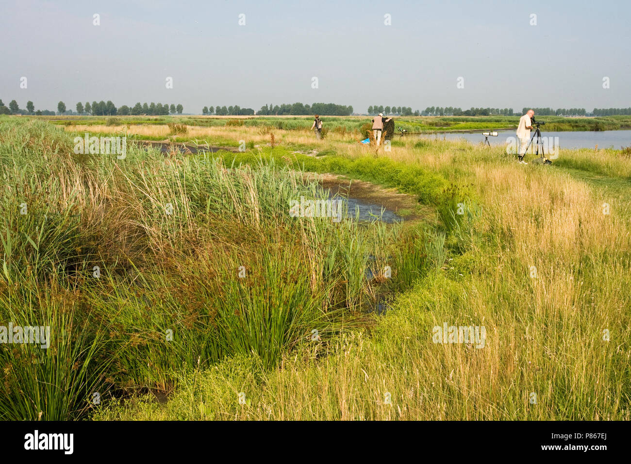 Groene Jonker, Zevenhoven, Netherlands Stock Photo - Alamy