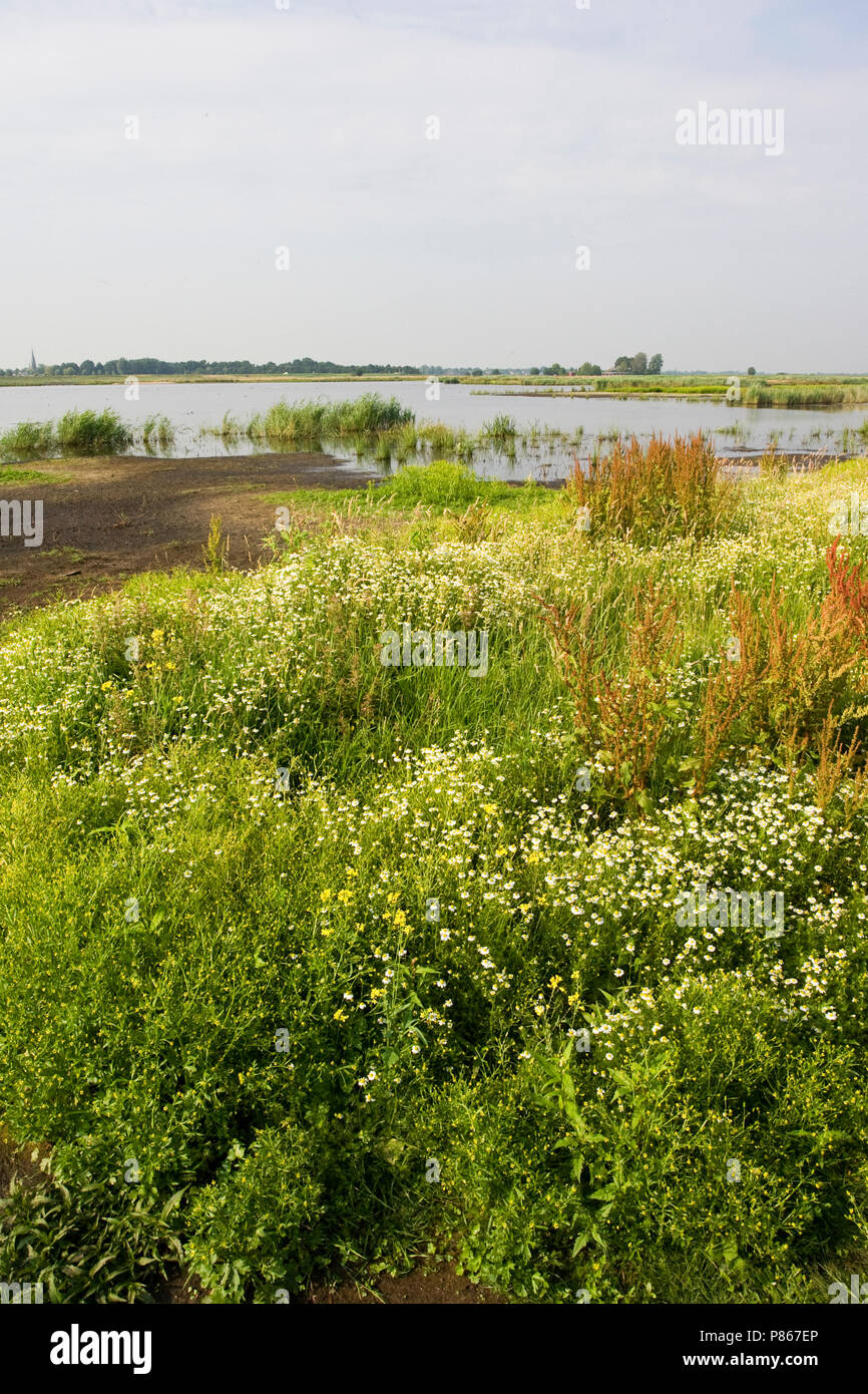 Groene Jonker, Zevenhoven, Netherlands Stock Photo - Alamy