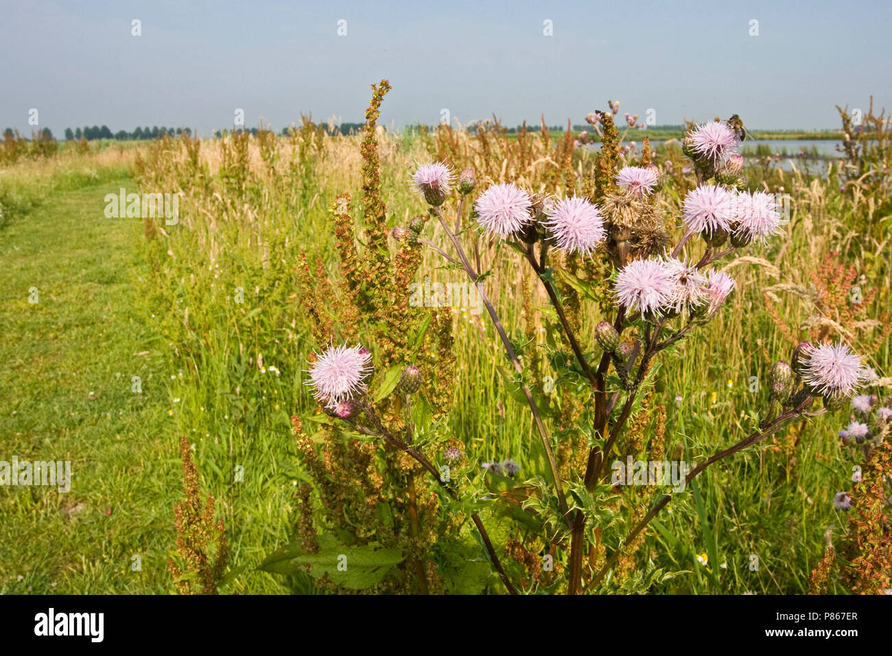 Groene Jonker, Zevenhoven, Netherlands Stock Photo - Alamy