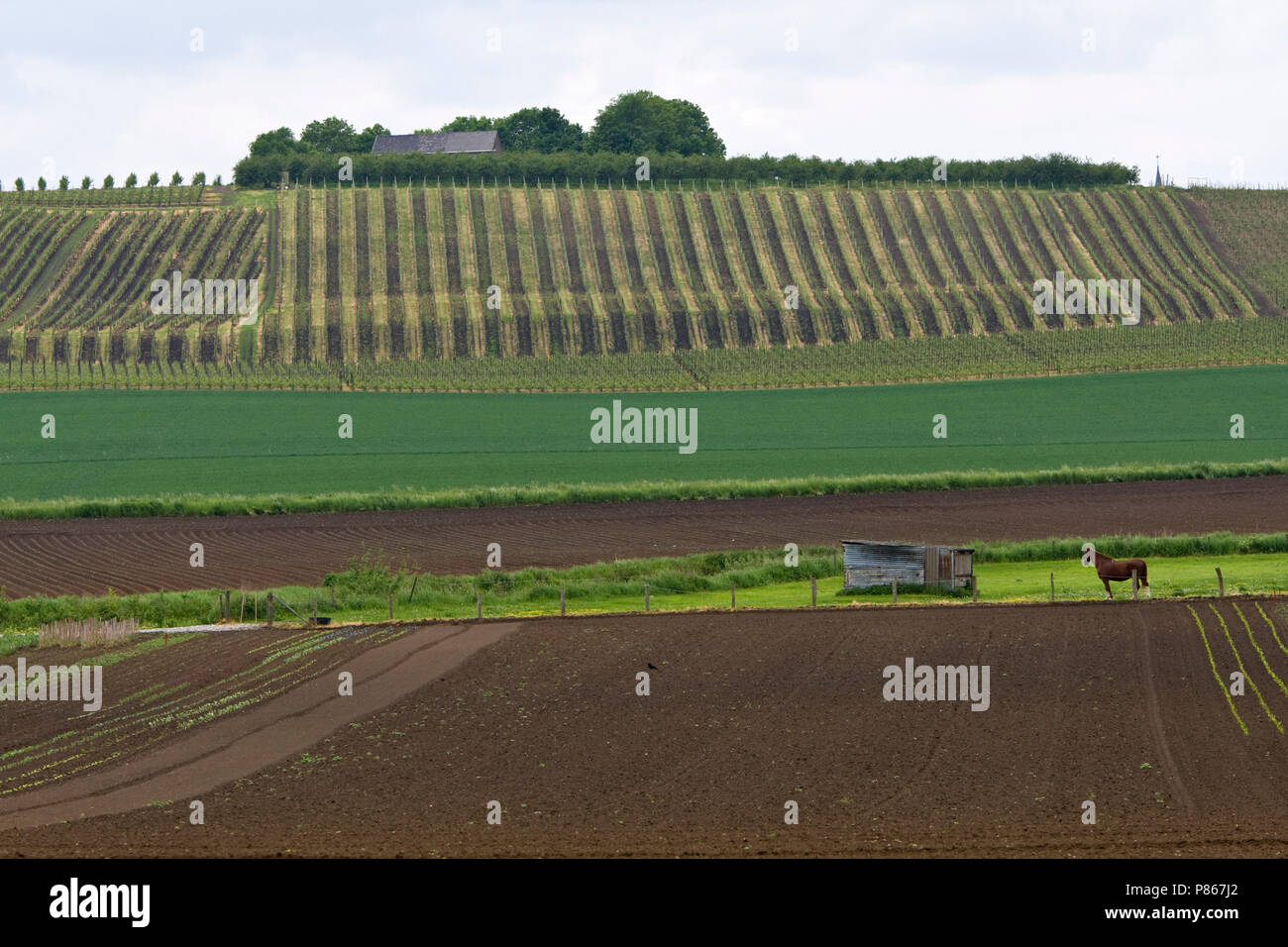 Heuvellandschap Zuid-Limburg Nederland, Hills Zuid-Limburg Netherlands ...
