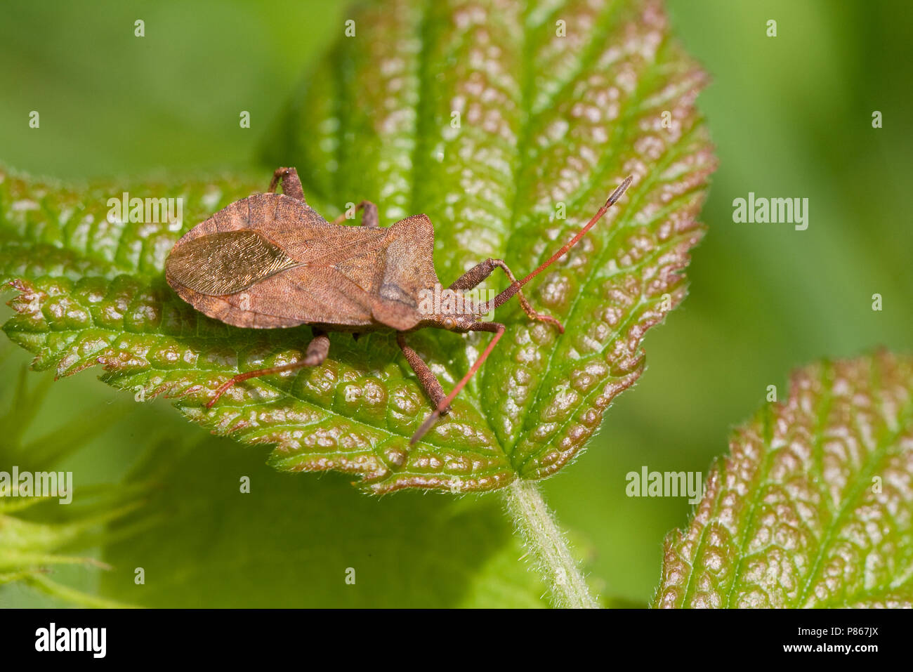 Zuringwants; Dock Bug Stock Photo - Alamy