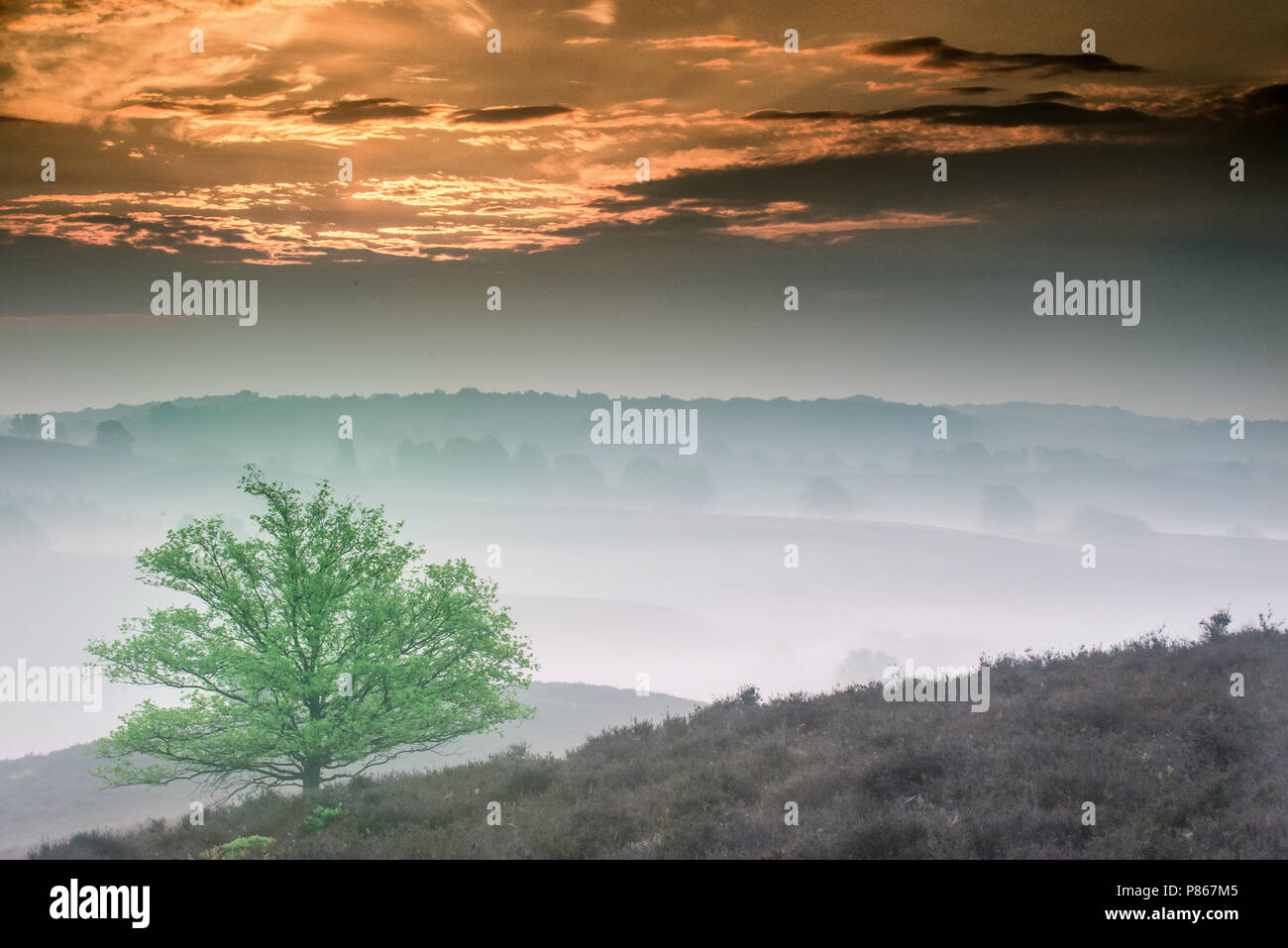 Veluwezoom hi-res stock photography and images - Alamy