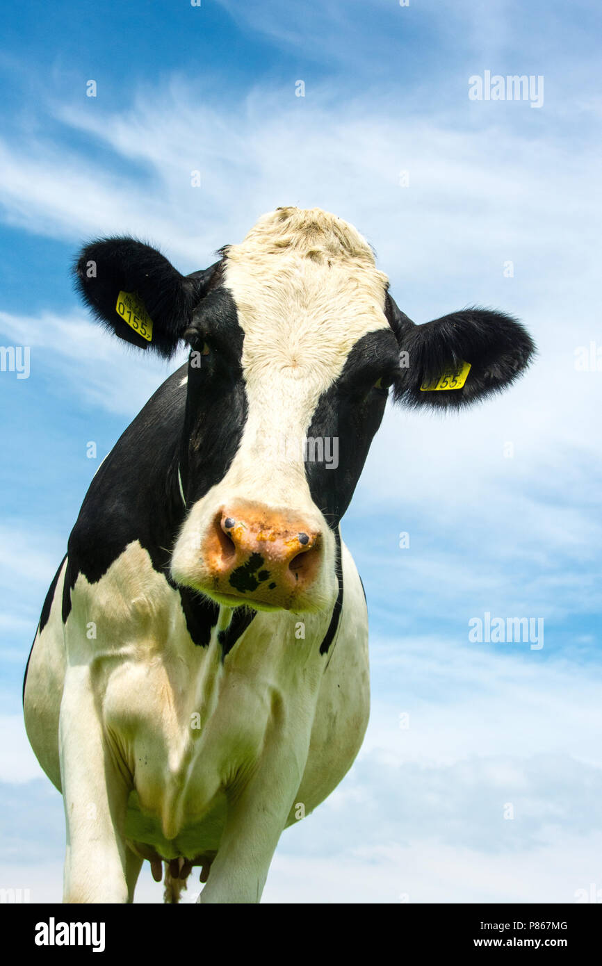 Domestic cow hi-res stock photography and images - Alamy