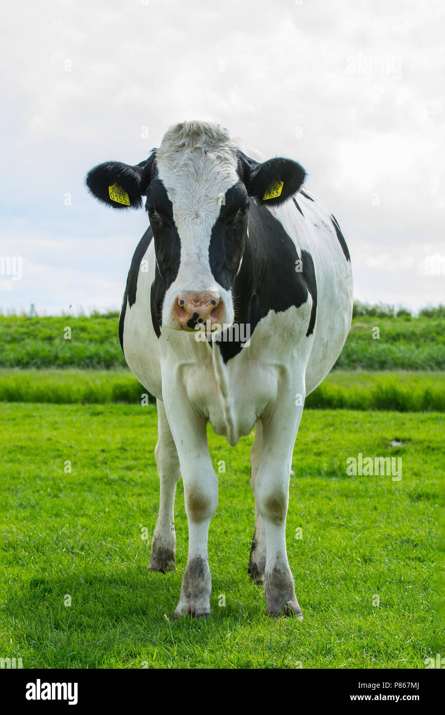 Koe; domestic cow Stock Photo - Alamy